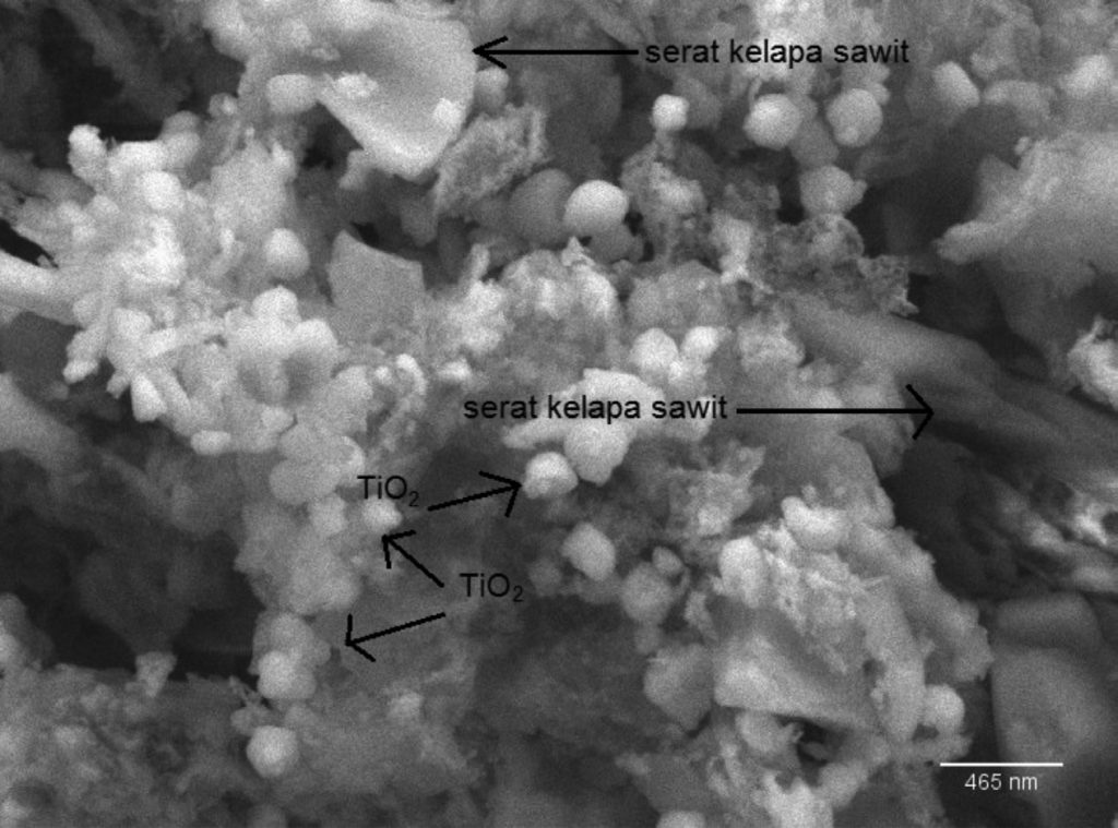 Potensi Kelapa Sawit sebagai Bahan Penjerap Pencemar – MajalahSains