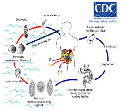 Penyakit Bawaan Siput Gondang: Boleh Dimakan Tetapi Bahaya Menanti Anda ...