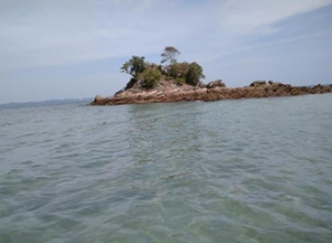 Biogeografi Burung Walit – MajalahSains