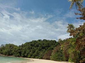 Biogeografi Burung Walit – MajalahSains