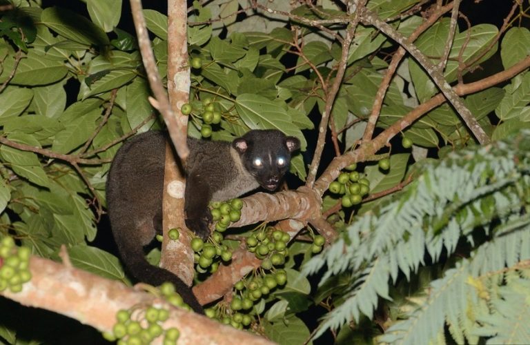 Mengenali dan Memahami Spesies Musang di Malaysia – MajalahSains