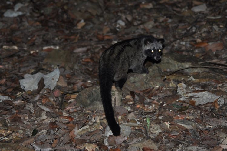 Mengenali dan Memahami Spesies Musang di Malaysia – MajalahSains