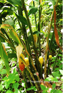 Kepelbagaian Halia Hutan Batu Kapur Tambat Hati Pengunjung Gua Ikan ...