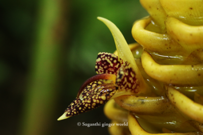 Kepelbagaian Halia Hutan Batu Kapur Tambat Hati Pengunjung Gua Ikan ...
