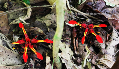 Kepelbagaian Halia Hutan Batu Kapur Tambat Hati Pengunjung Gua Ikan ...