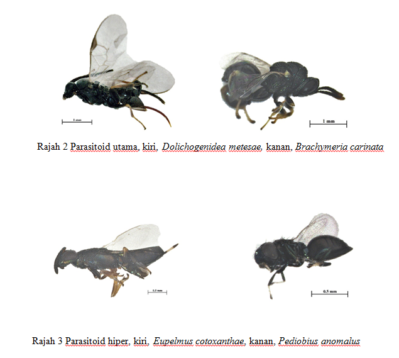 Dunia Sebenar Parasitoid Utama dan Parasitoid Hiper, Dua Spesies Saling ...
