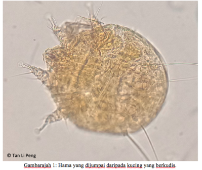 Ektoparasit pada Haiwan Peliharaan Anda | MajalahSains