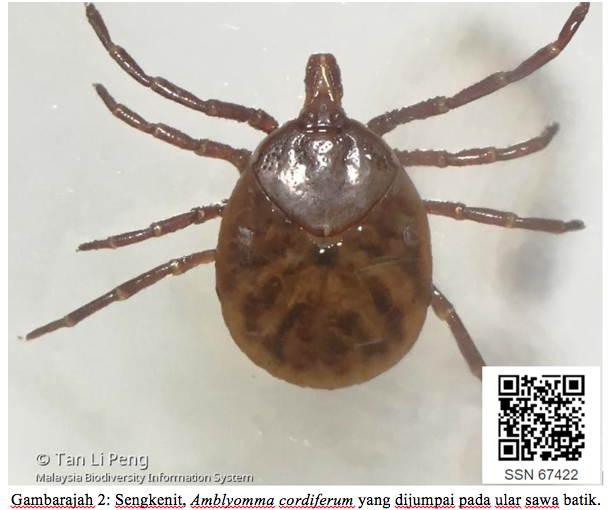 Ektoparasit pada Haiwan Peliharaan Anda | MajalahSains