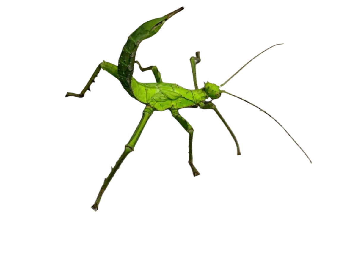 Kenali Serangga Ranting Terberat Di Dunia, Malayan Jungle Nymph ...