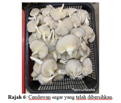 Penanaman Cendawan Tiram: Menyemarakkan Minat dalam Pertanian Bandar ...