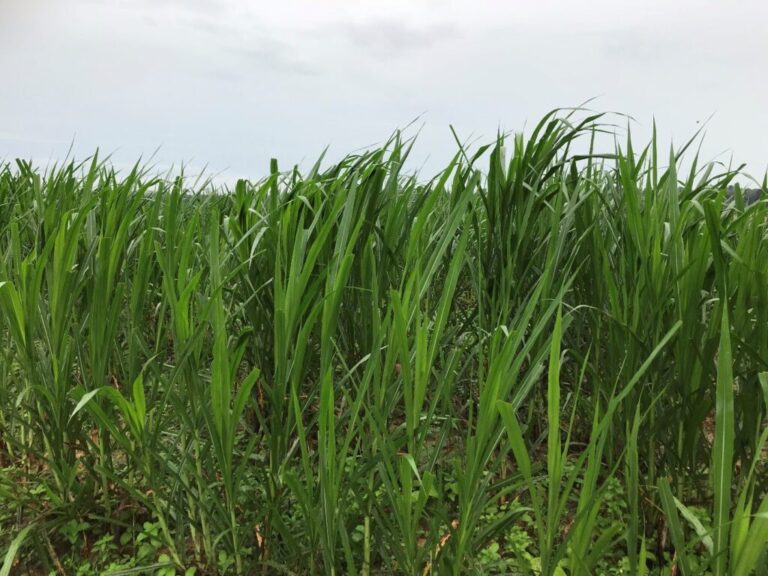 Kepentingan Pengeluaran Silaj Tempatan: Rumput Napier (pennisetum ...